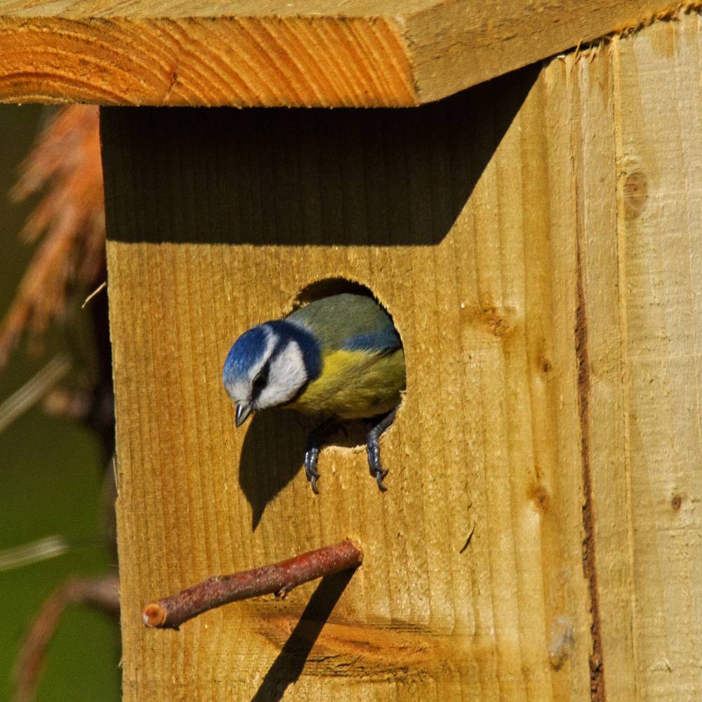 When Do Blue Tits Start Nesting Essential Guide For Bird Lovers